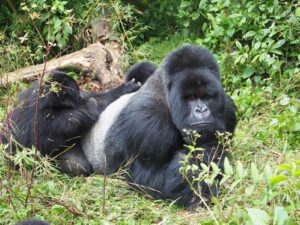 Gorilla Mating (Courtship, Reproduction and Breeding) – Naleyo Tours ...